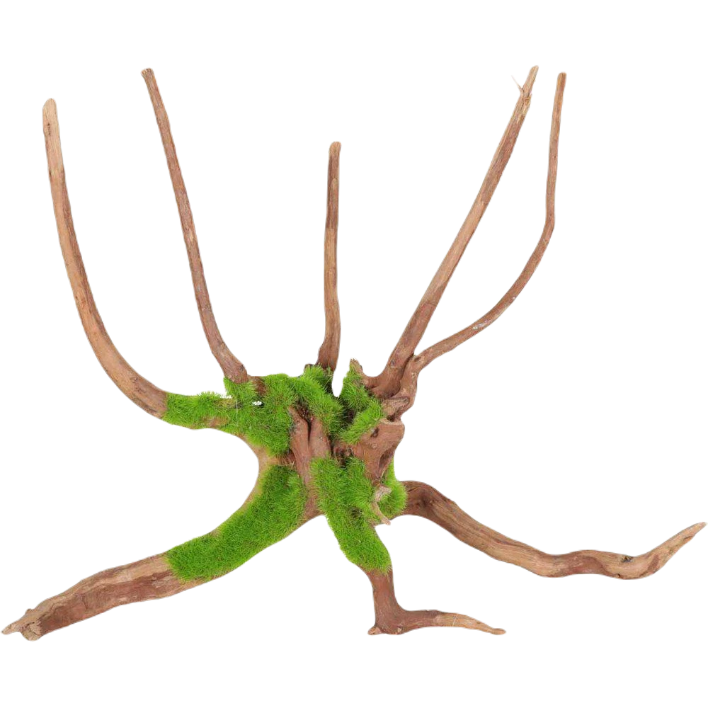 Zolux Kipouss Spider Root M With Live Plant Seeds | ZOO.se