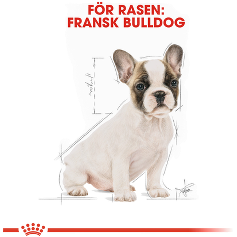 Royal Canin Fransk bulldogge valp tørrfôr for valp 3 kg | ZOO.no