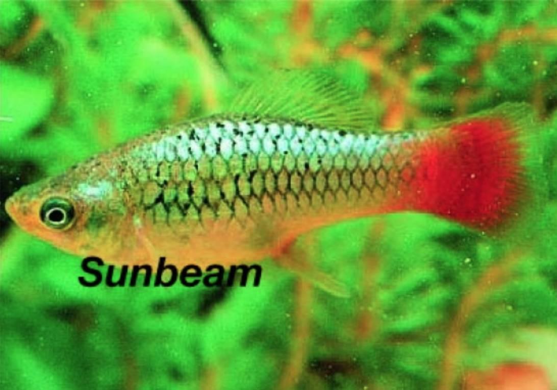 Levandefödare Platy Indian Multicolor - Xiphophorus variatus Yellow ...