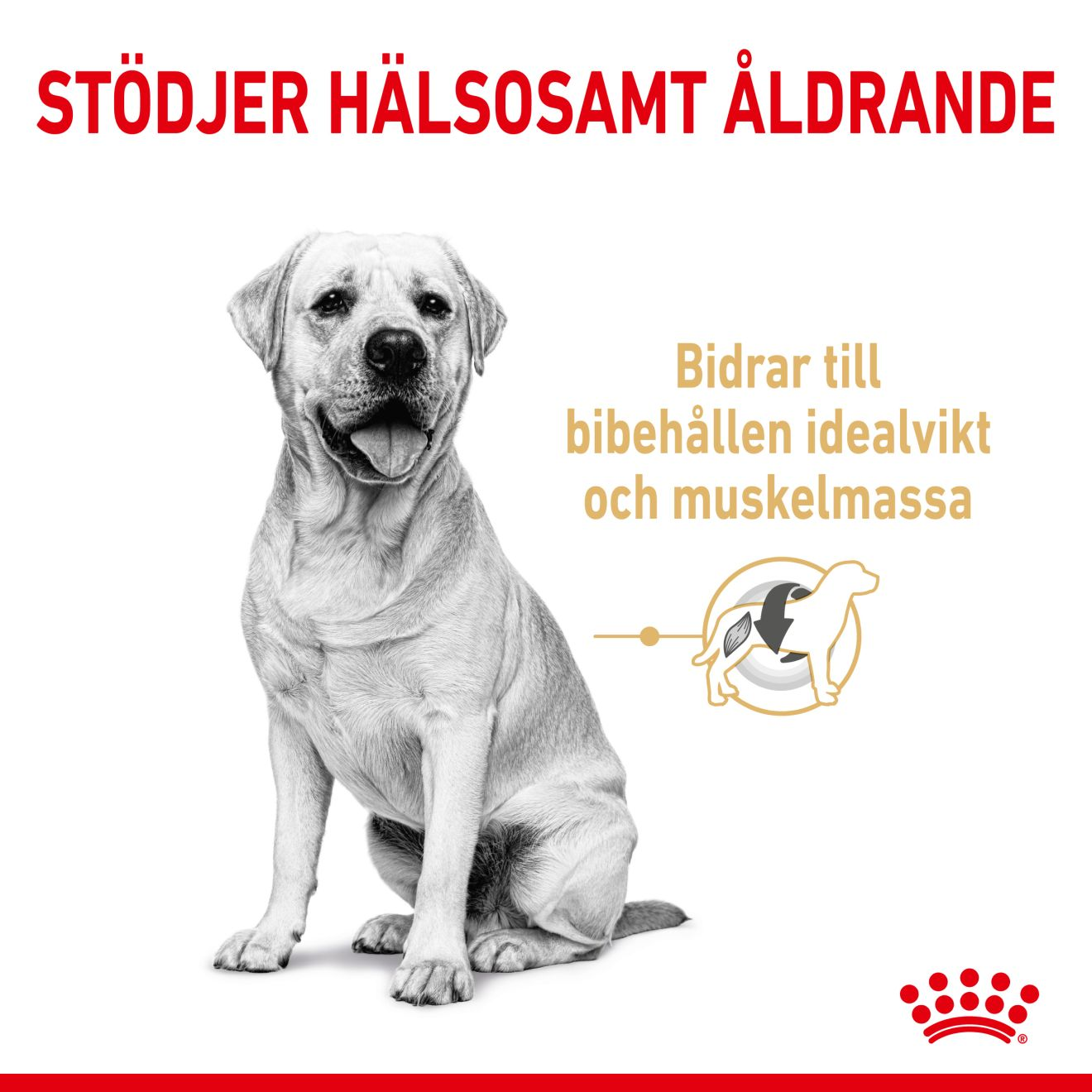 Royal Canin Labrador Retriever Adult 5+ Tørrfôr for hunder 12 kg | ZOO.no